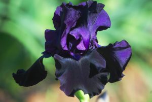 Hello Darkness Flower: A Enigmatic Addition to Your Garden - Masai ...